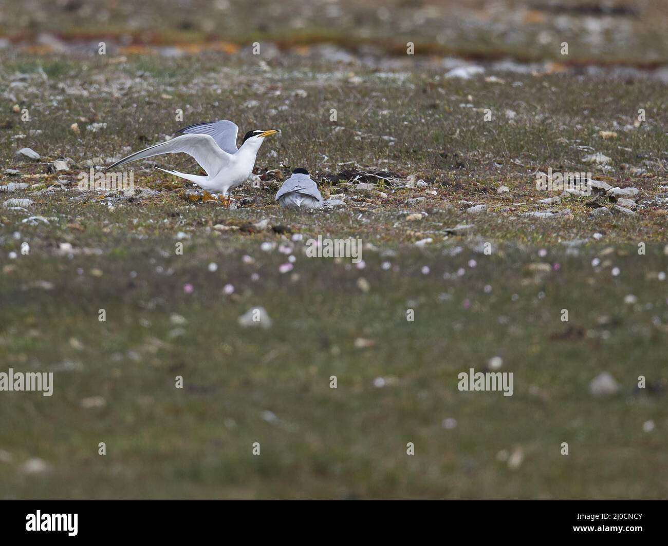 Sternidae sand hi-res stock photography and images - Alamy