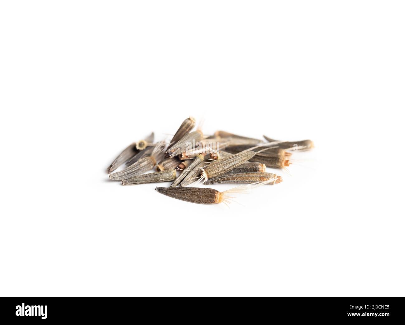 Gayfeather seeds, macro. Pile of tiny elongated seeds also known as ...