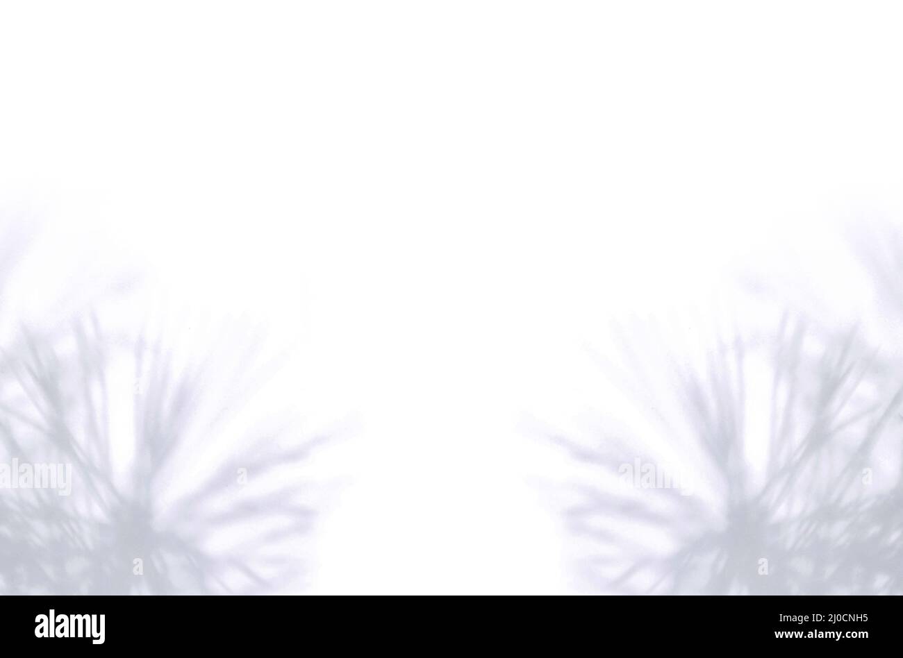 Pine tree shadow hi-res stock photography and images - Alamy