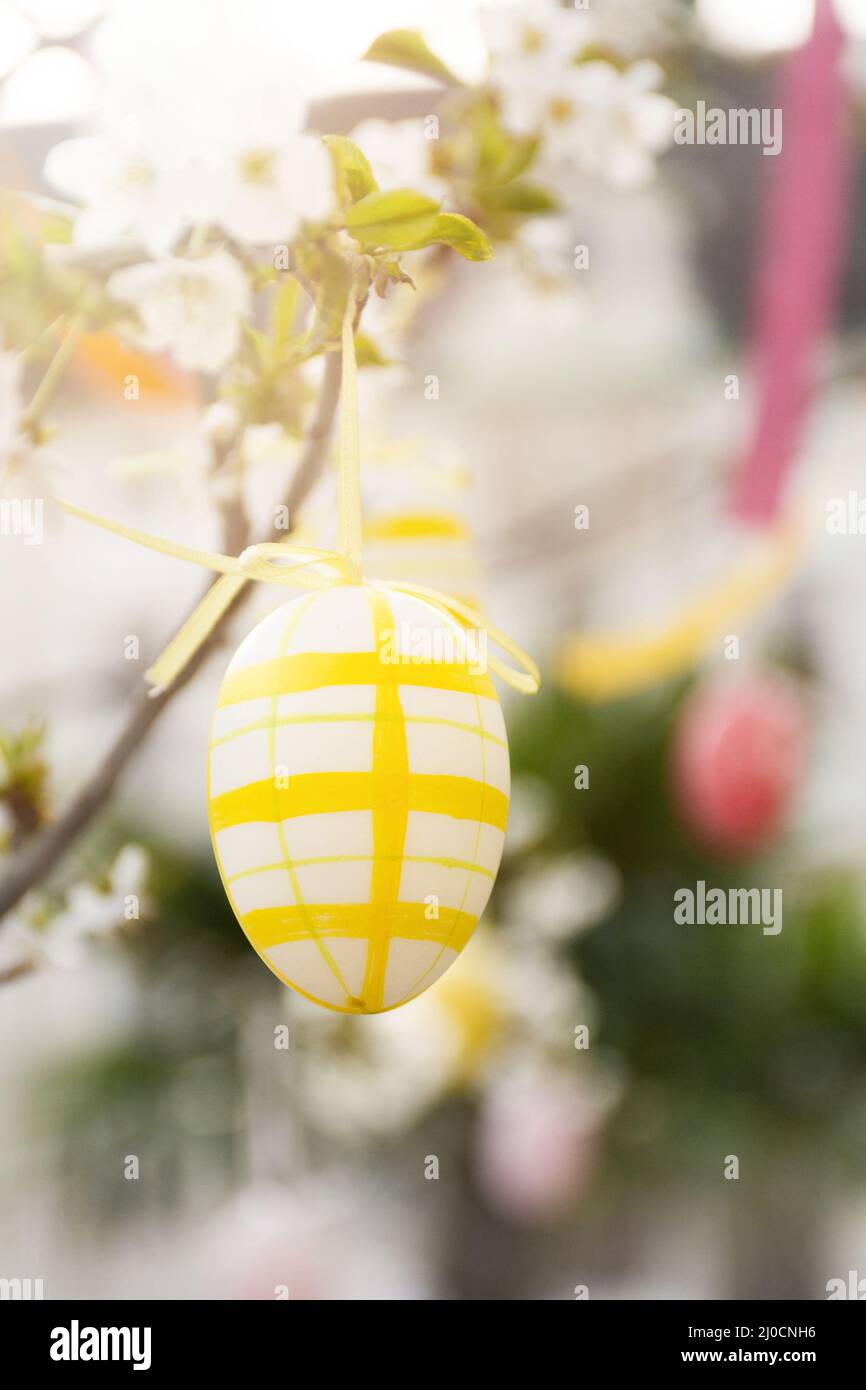 Evergreen palm trees hi-res stock photography and images - Alamy