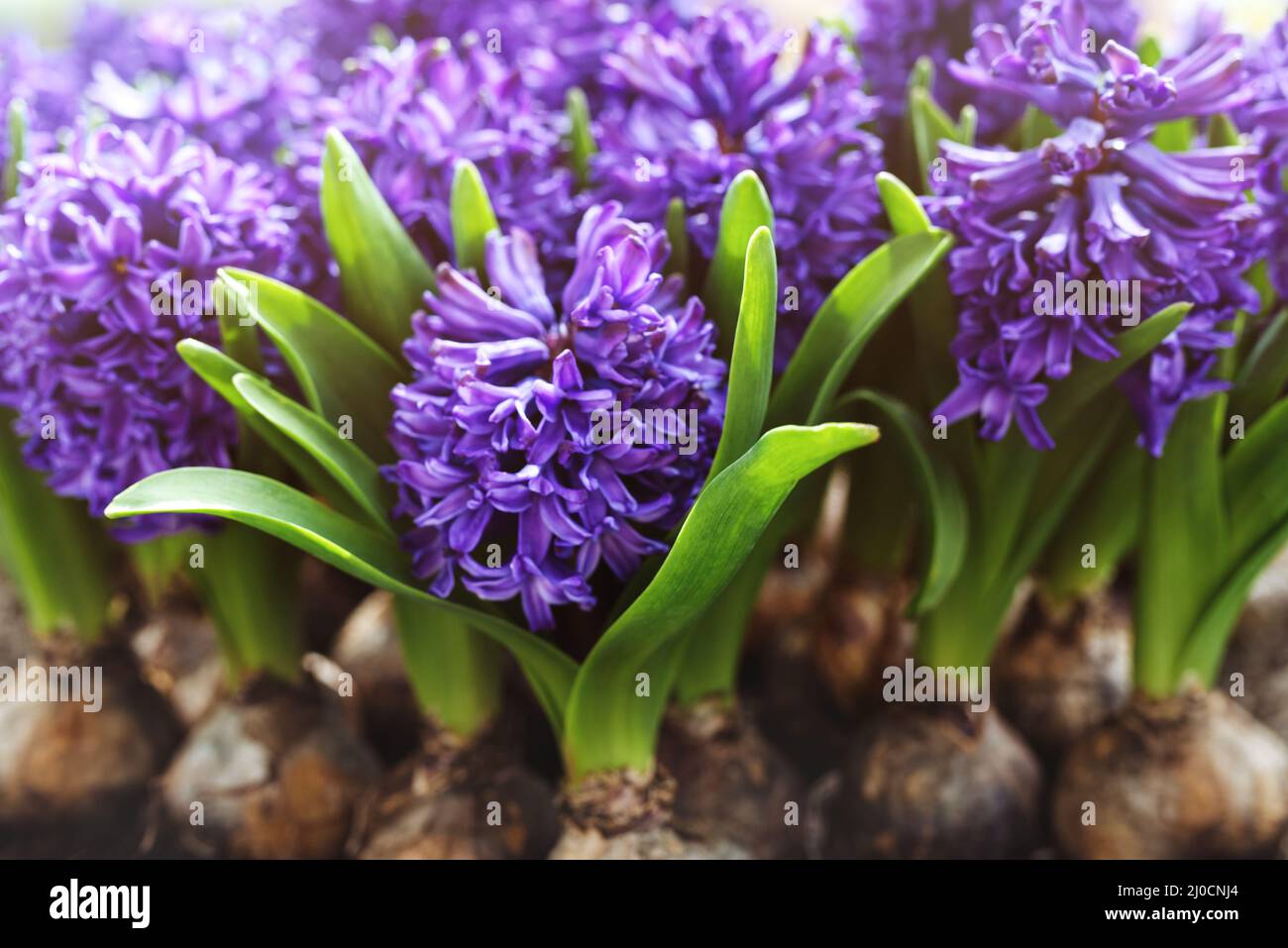 Spring beautiful blue and purple hyacinth flowers bloom. They grow from ...