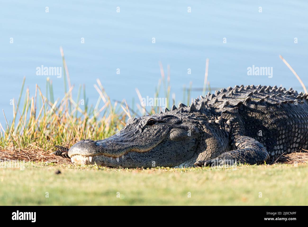 Very large American Alligator mississippiensis basking on the side of a ...
