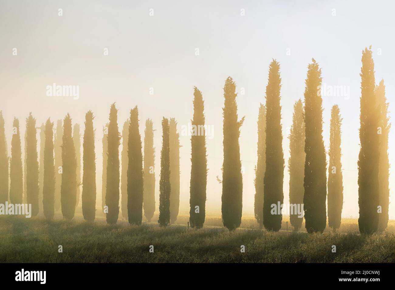 Tuscan cypress trees Stock Photo - Alamy