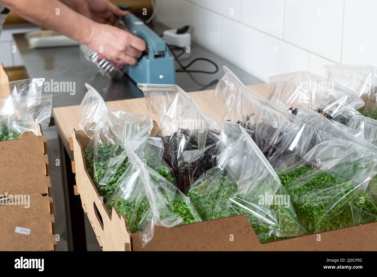 Packaging of the harvest of micro-green peas for sale in the ...