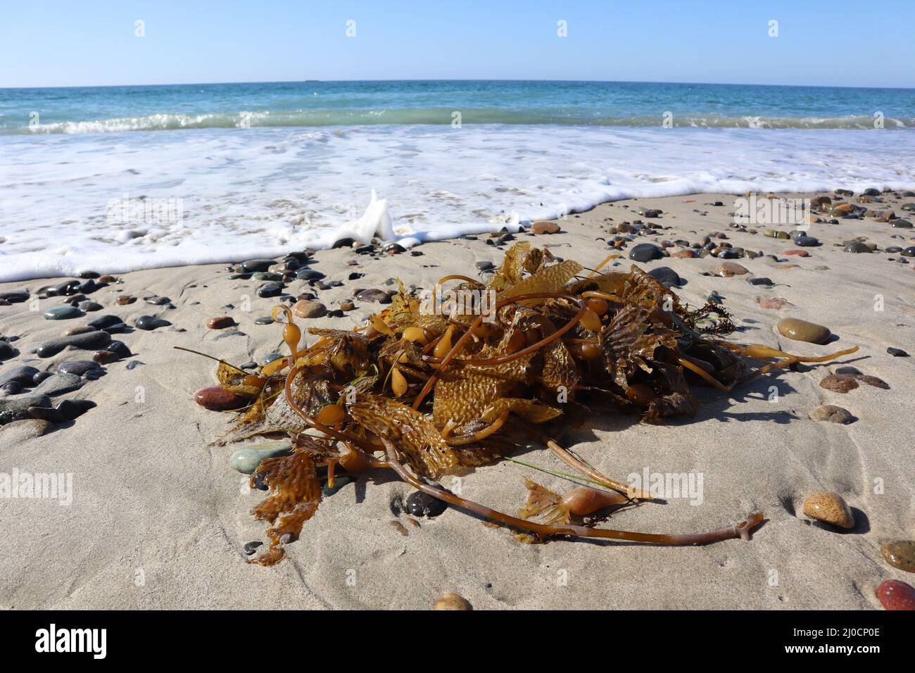 Closeup of seaweed kelp on the beach in San Clemente, California Stock ...