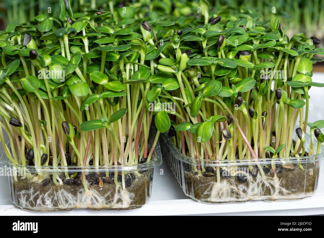 Juicy young shoots of micro-greenery close-up. Growing seeds in a ...