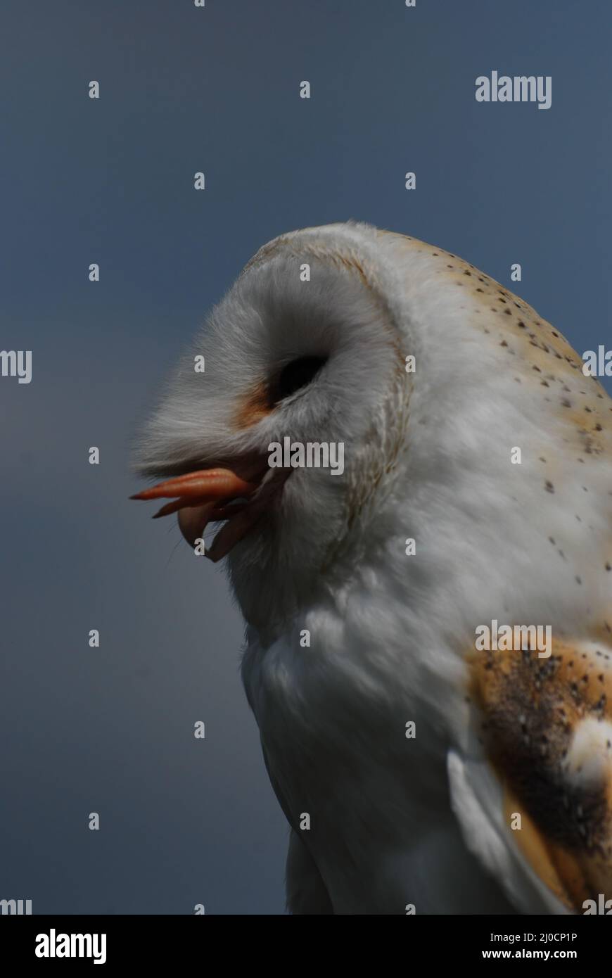 Closeup of Barn Owl with a blue sky background Stock Photo - Alamy