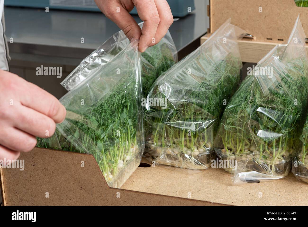 Packaging of the harvest of micro-green peas for sale in the ...