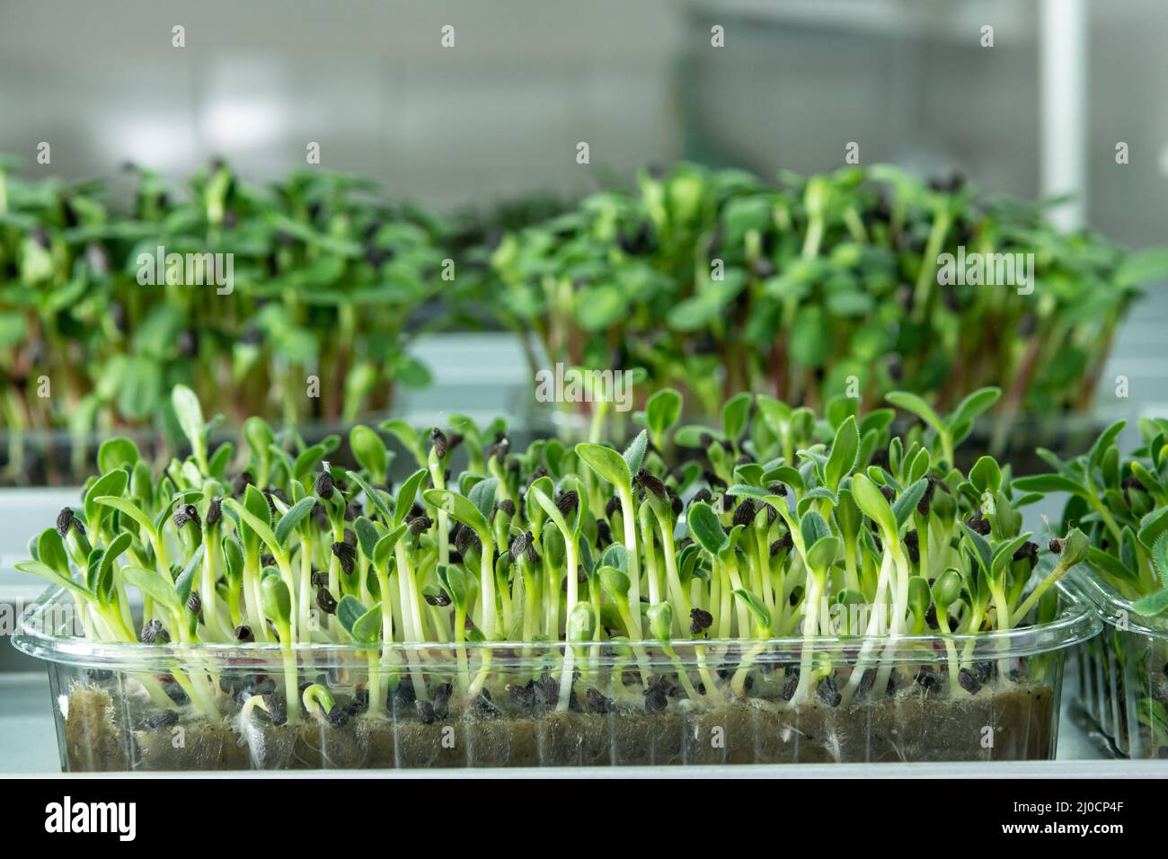 Juicy young shoots of micro-greenery close-up. Growing seeds in a ...
