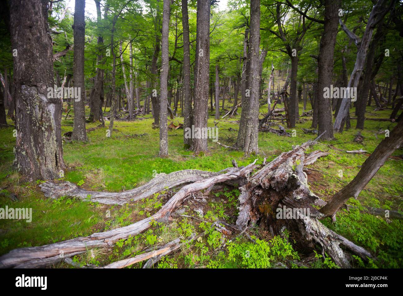 Reserved forests hi-res stock photography and images - Alamy