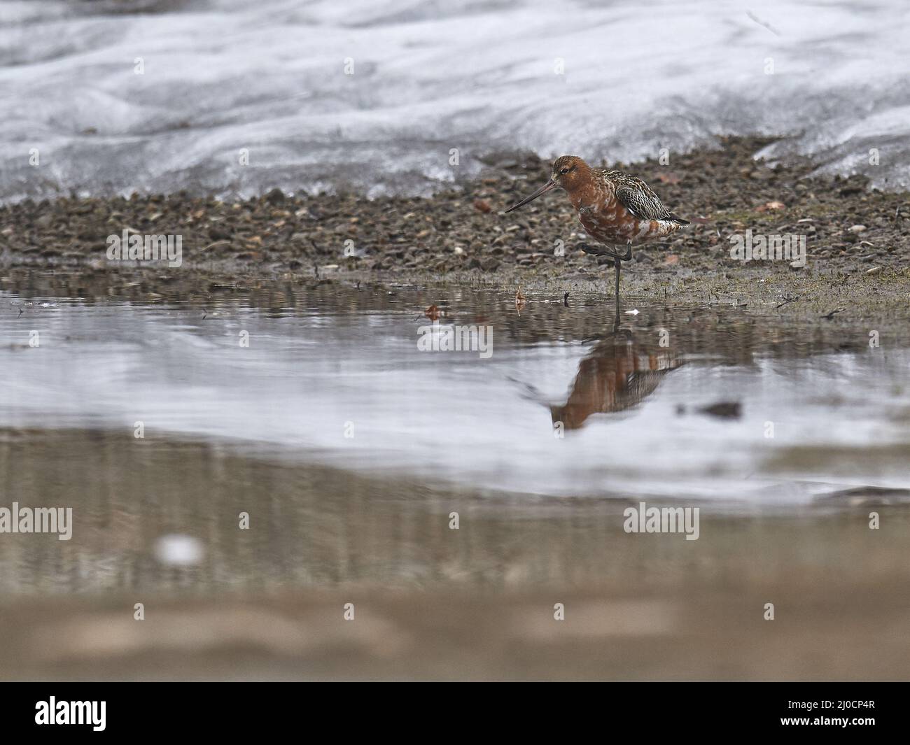 Bar tailed godwits birds hi-res stock photography and images - Alamy