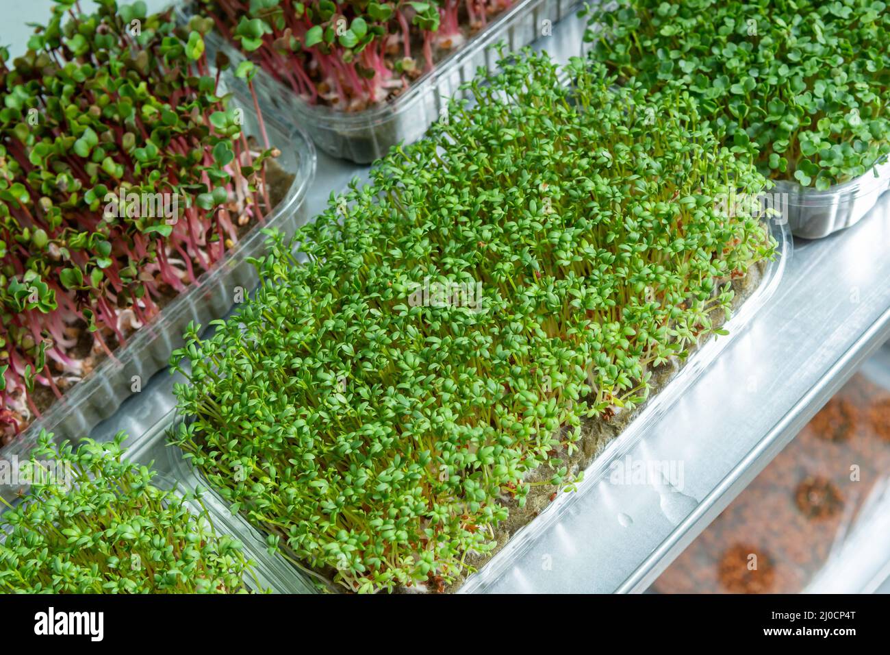 Juicy young shoots of micro-greenery close-up. Growing seeds in a ...