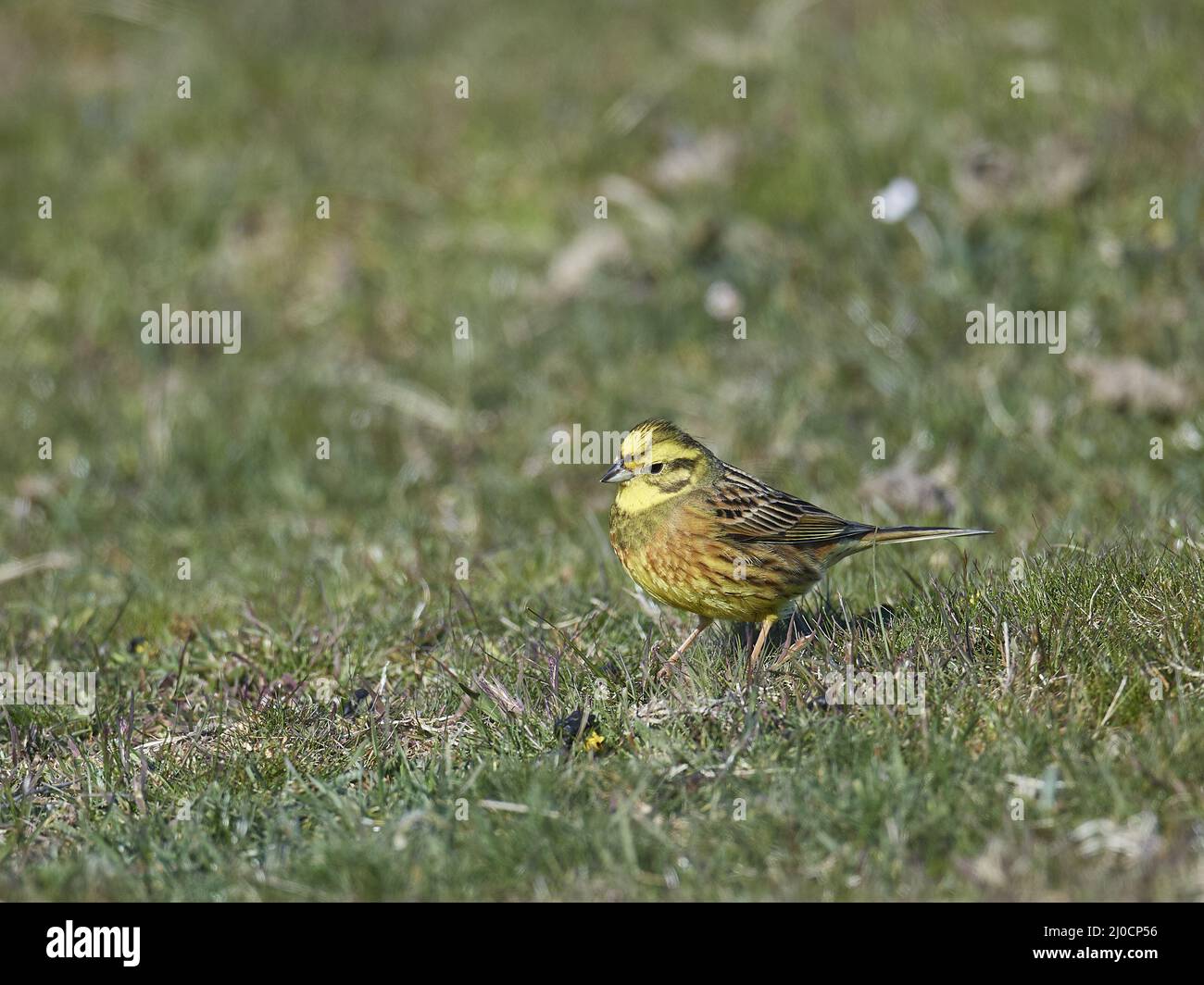 Yellowhammer singing hi-res stock photography and images - Alamy