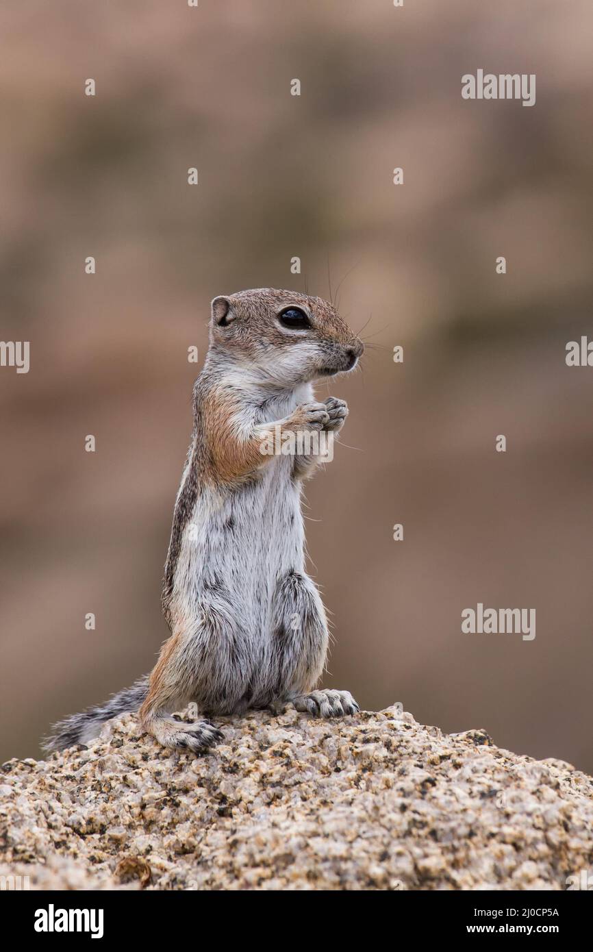 Chipmunk claws hi-res stock photography and images - Alamy