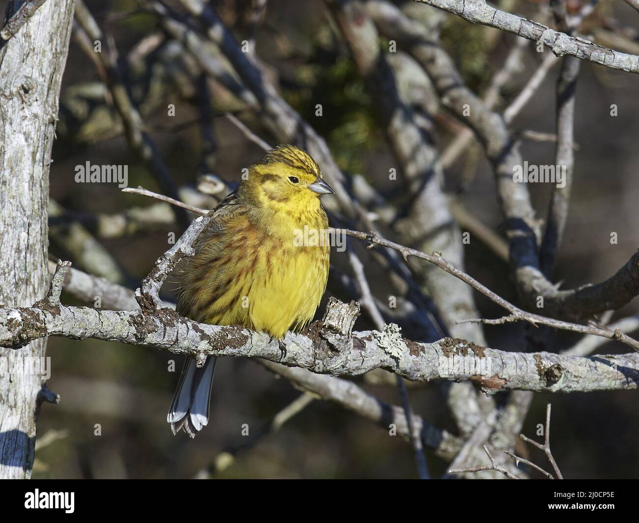 Yellowhammer singing hi-res stock photography and images - Alamy