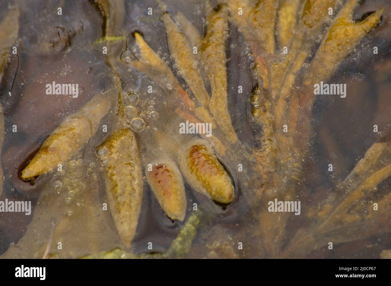 Yellow seaweed fronds resembling fingers in a rock pool at low tide ...