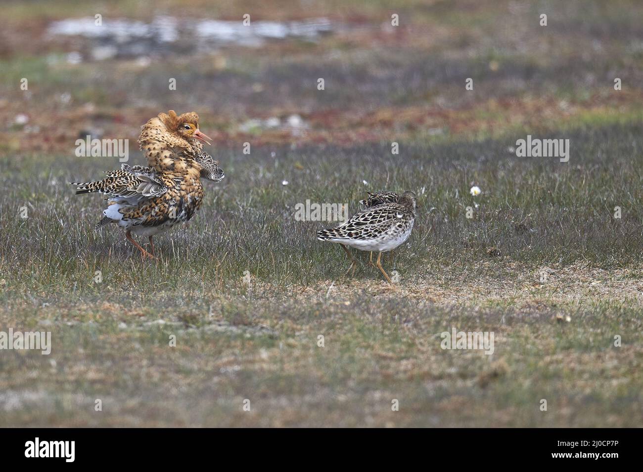 Ruff in summer plumage hi-res stock photography and images - Alamy