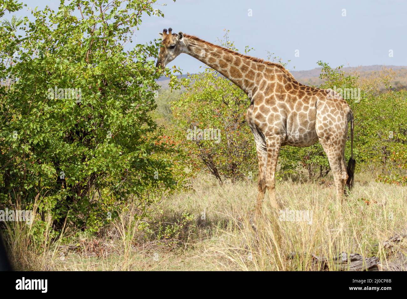A giraffe eating a tree in the Kruger National Park South Africa Stock ...