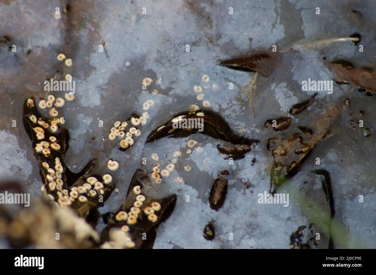 Abstracted details of seaweed and barnacles in a rock pool Stock Photo ...