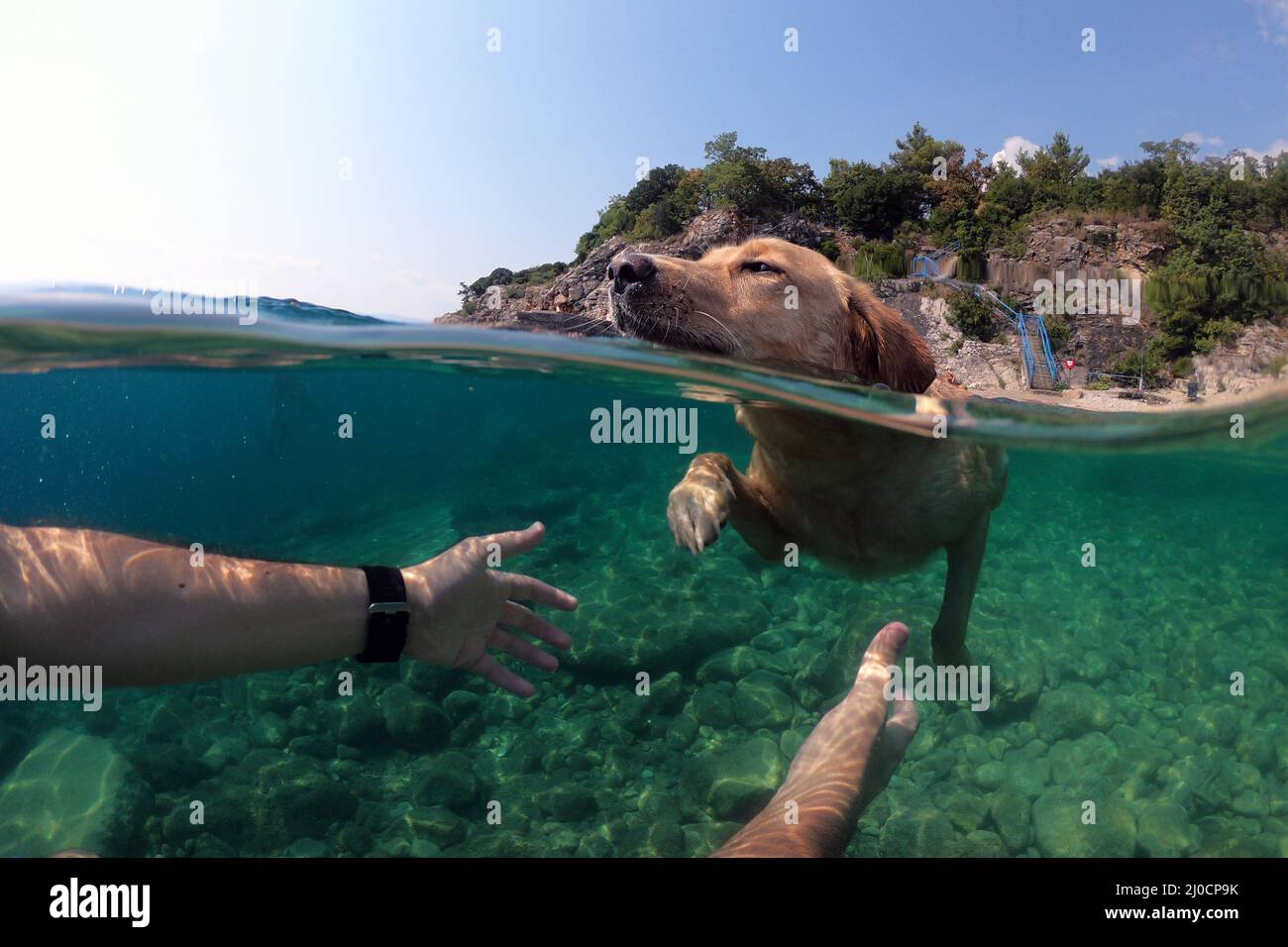 Dog swimming in a beautiful sea Stock Photo - Alamy