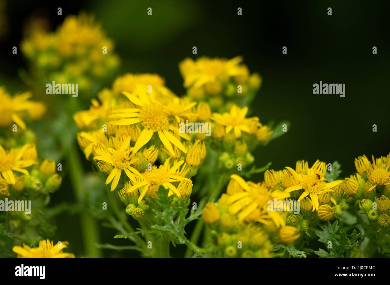 Yellow ragwort flowers hi-res stock photography and images - Alamy
