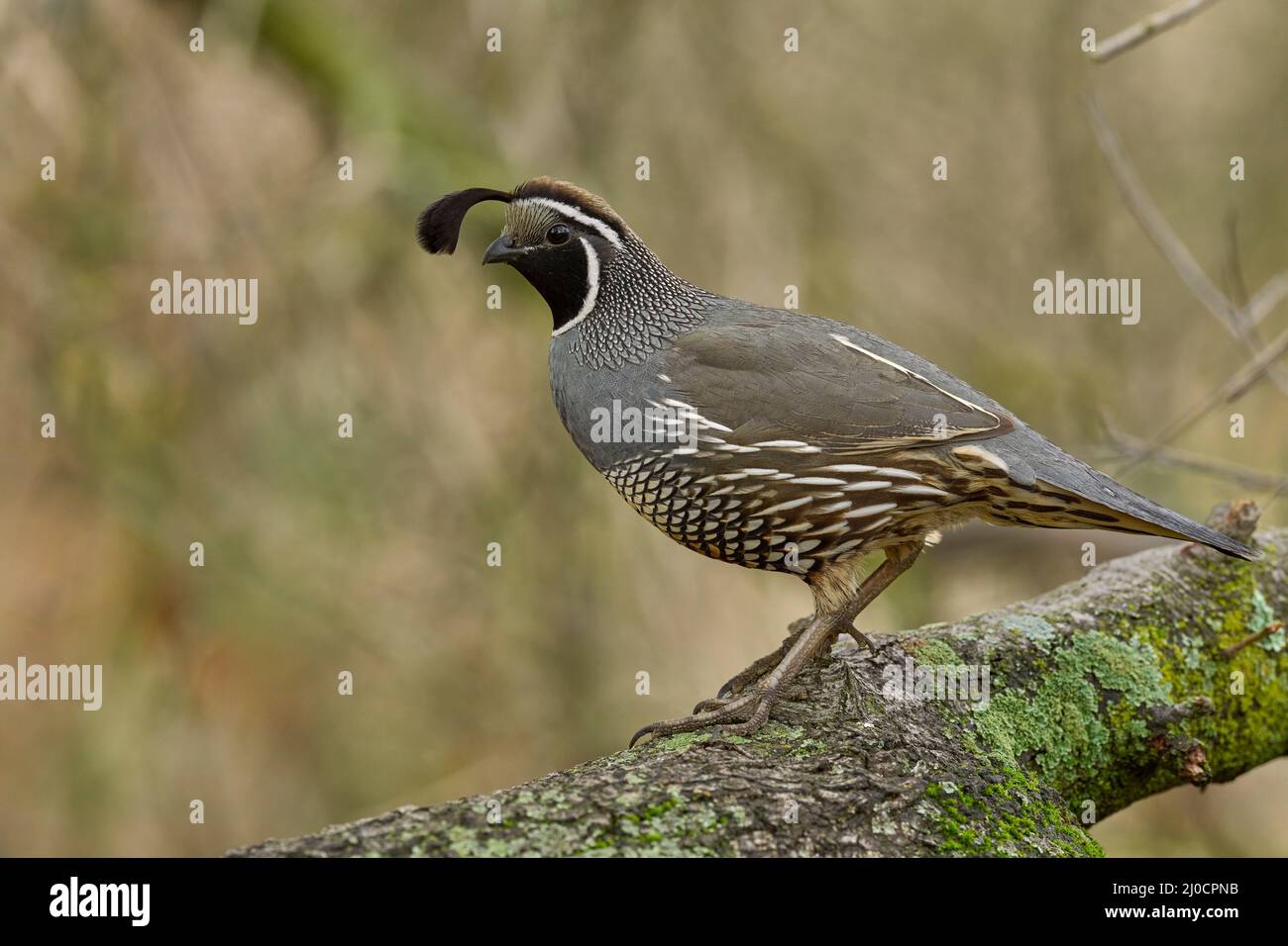 California Quail (Callipepla californica) Sacramento County California ...