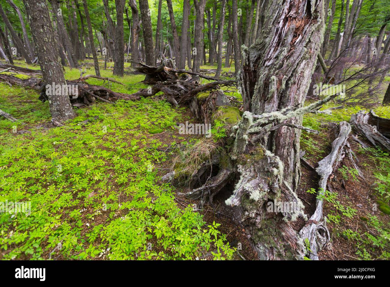 Forest expanses hi-res stock photography and images - Alamy