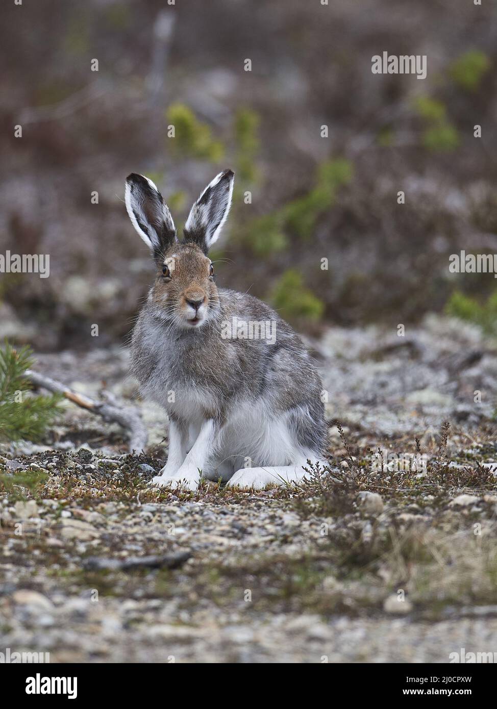 Snow hare hi-res stock photography and images - Alamy