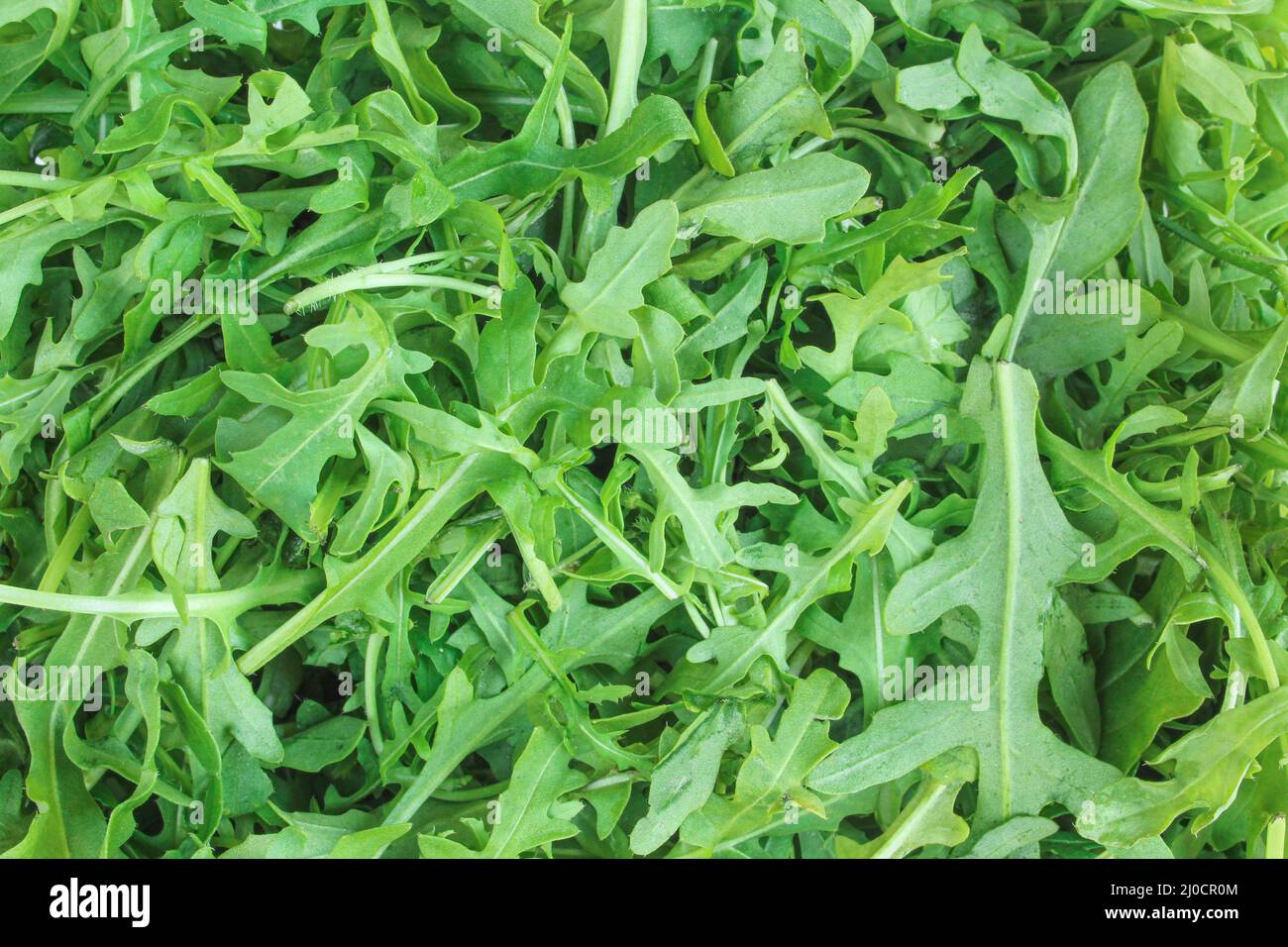 Rucola vegetable full screen. Vegan food background Stock Photo - Alamy