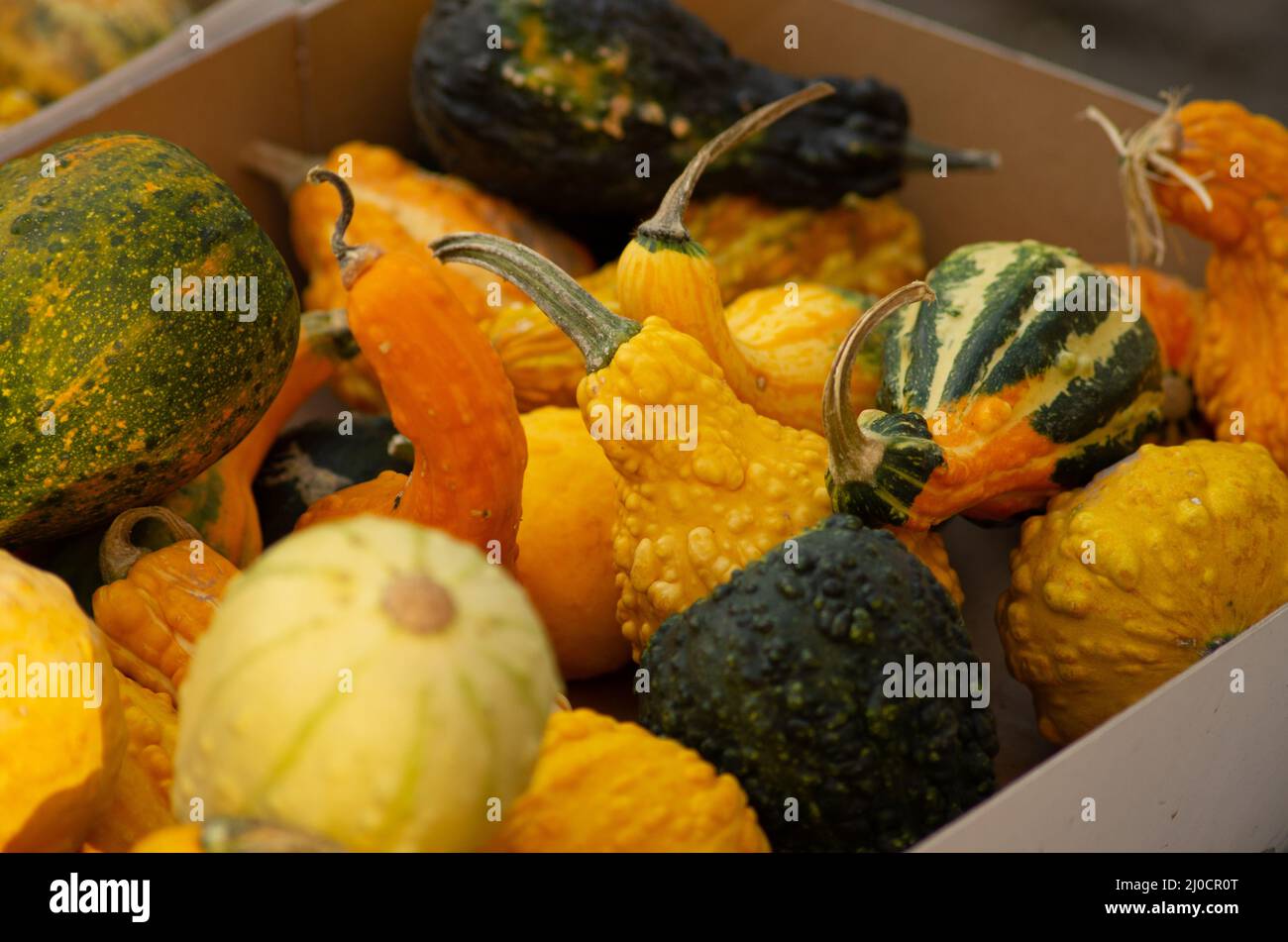 Box of Squashes of different sizes, shapes and colours for sale Stock ...