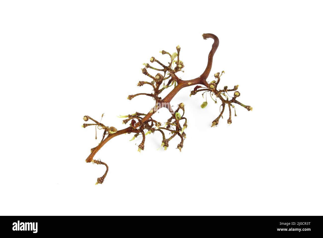 Empty eaten grapes cluster isolated on white background. Fruit branch ...