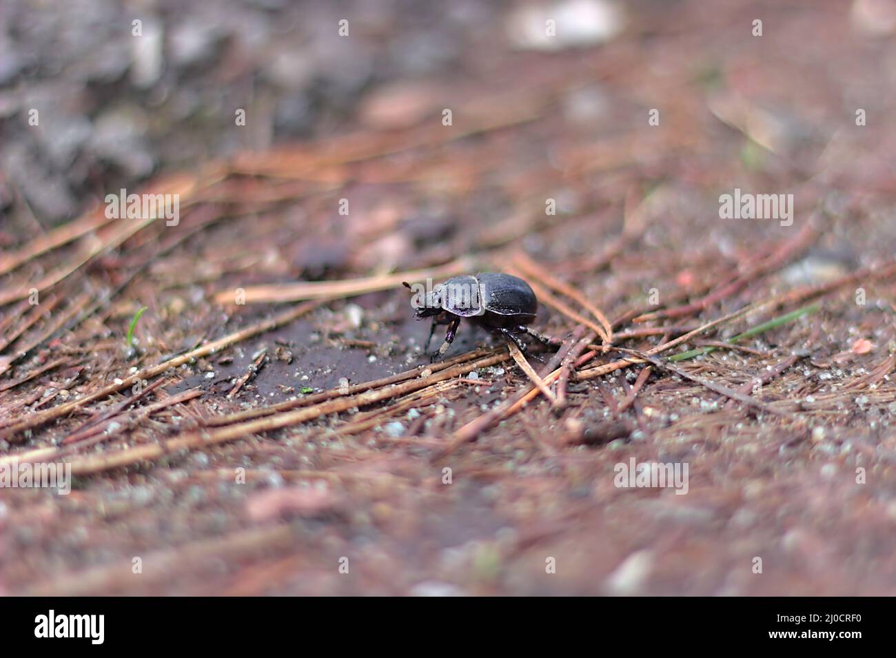 Giant dung beetle hi-res stock photography and images - Alamy