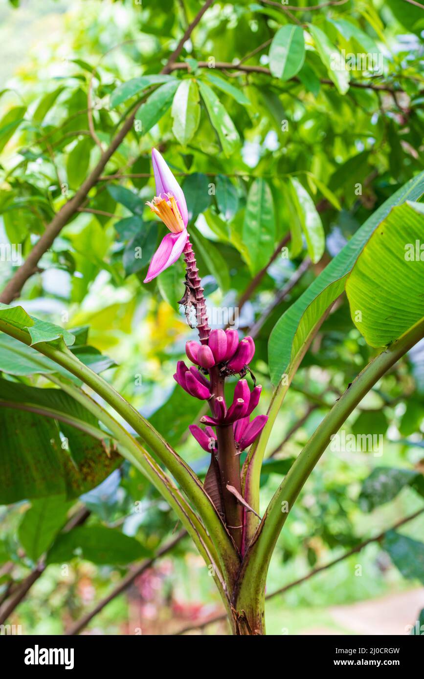 Pink bananas or pink velvet bananas growing in nature Stock Photo - Alamy