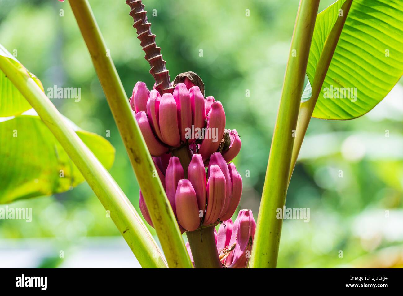 Closeup of pink bananas or pink velvet bananas growing in nature Stock ...