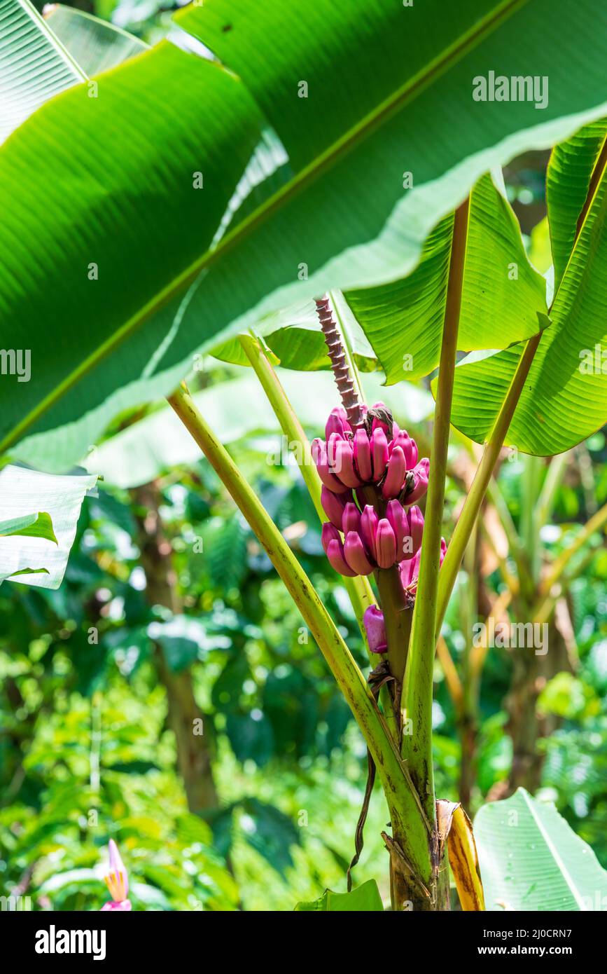 Pink bananas or pink velvet bananas growing in nature Stock Photo - Alamy