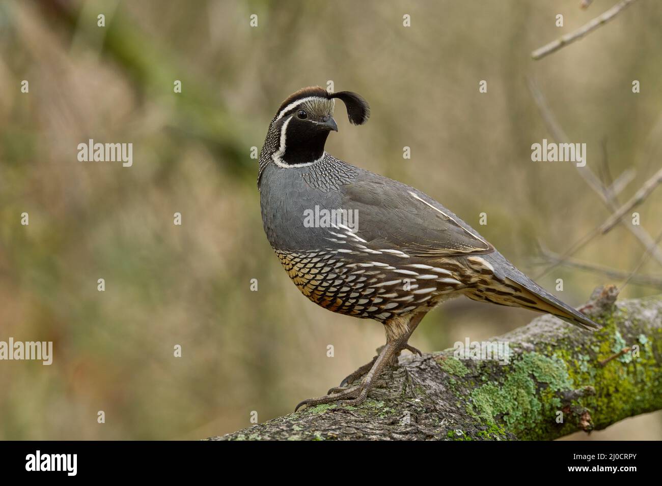California Quail (Callipepla californica) Sacramento County California ...