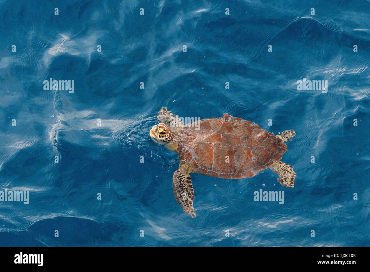 Sea turtle at the gulf of mexico Stock Photo - Alamy