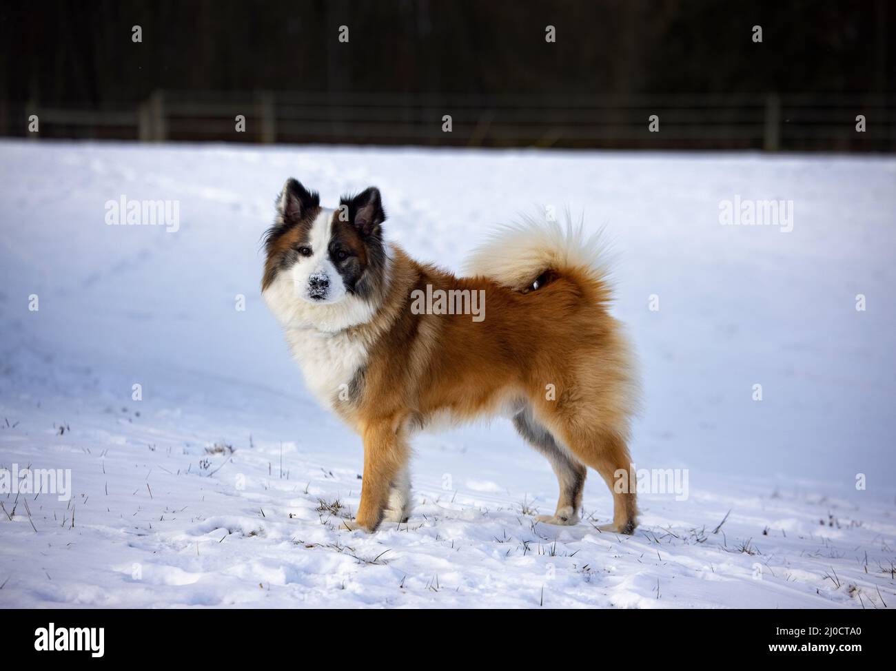 Puppy sheepdog hi-res stock photography and images - Alamy