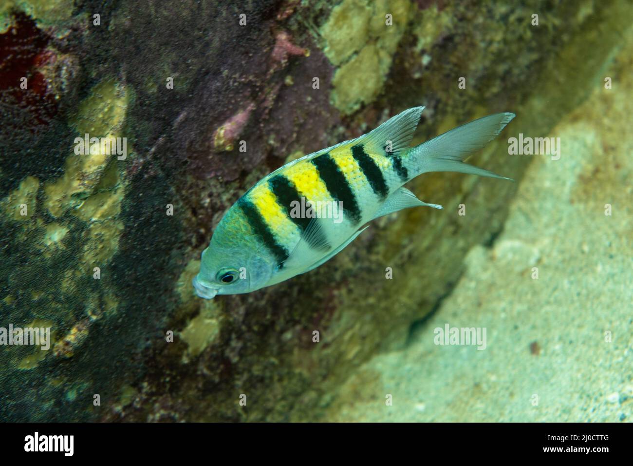 Sergeant major fish isolated in Bocas del Toro, Panama Stock Photo - Alamy