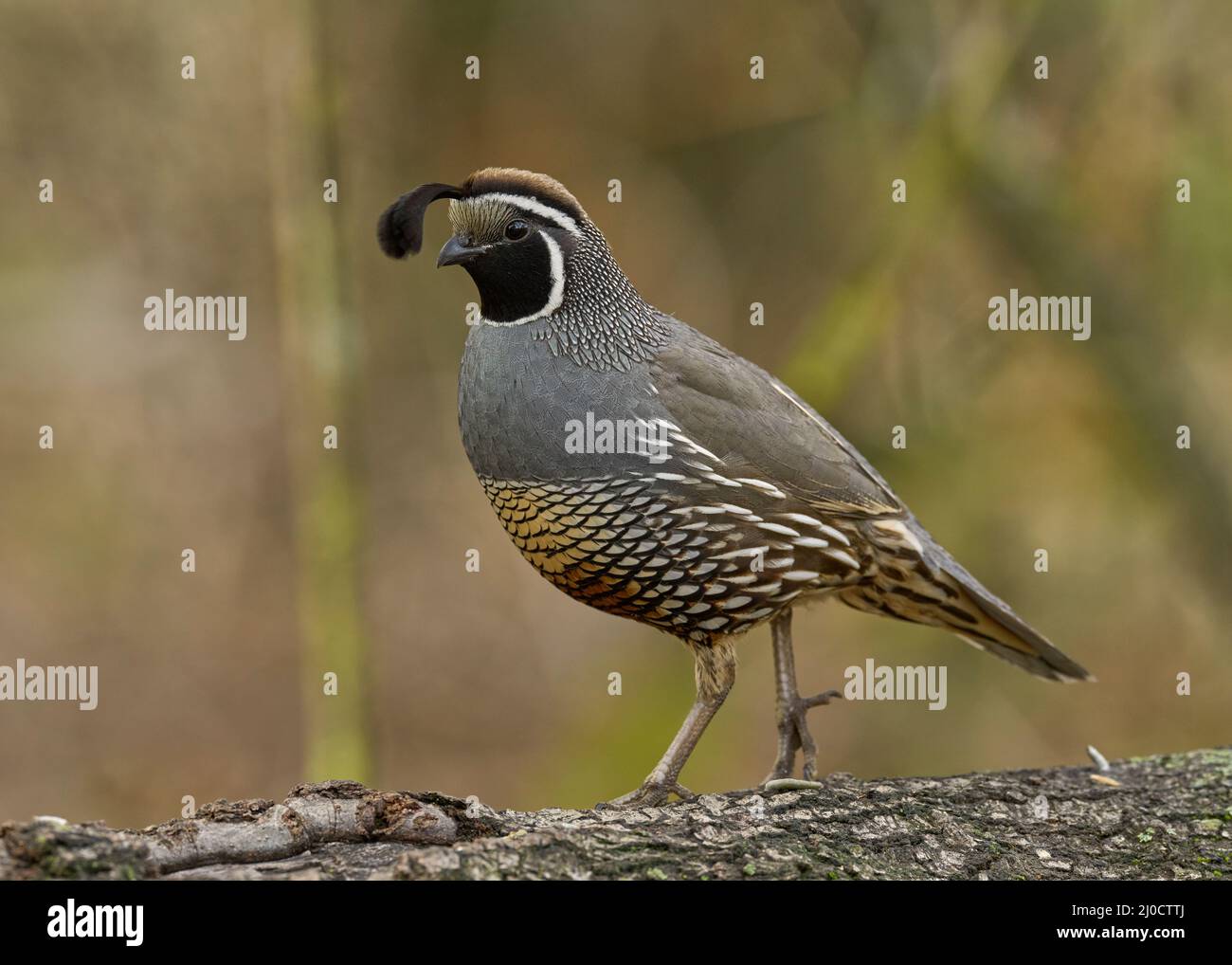 California quail topknot hi-res stock photography and images - Alamy