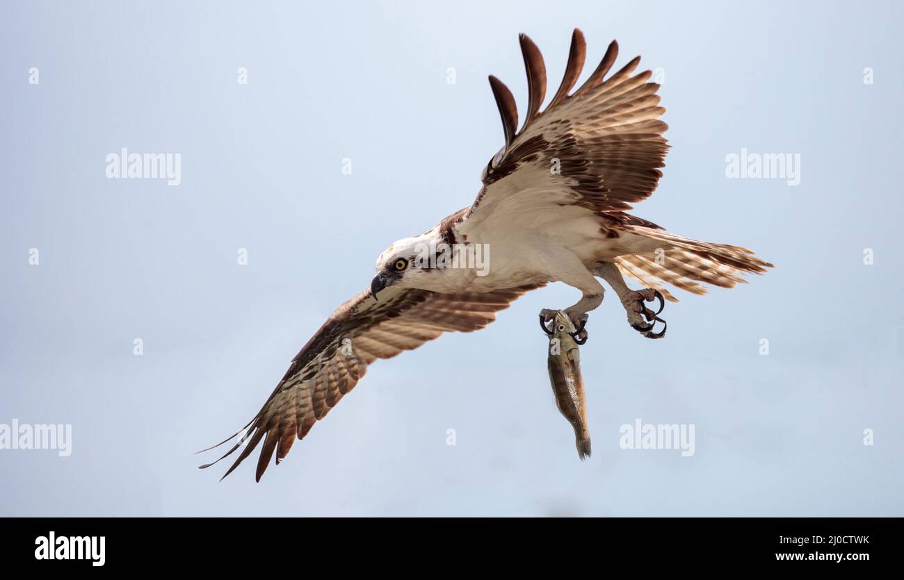 Osprey bird of prey Pandion haliaetus flying across a blue sky with a ...