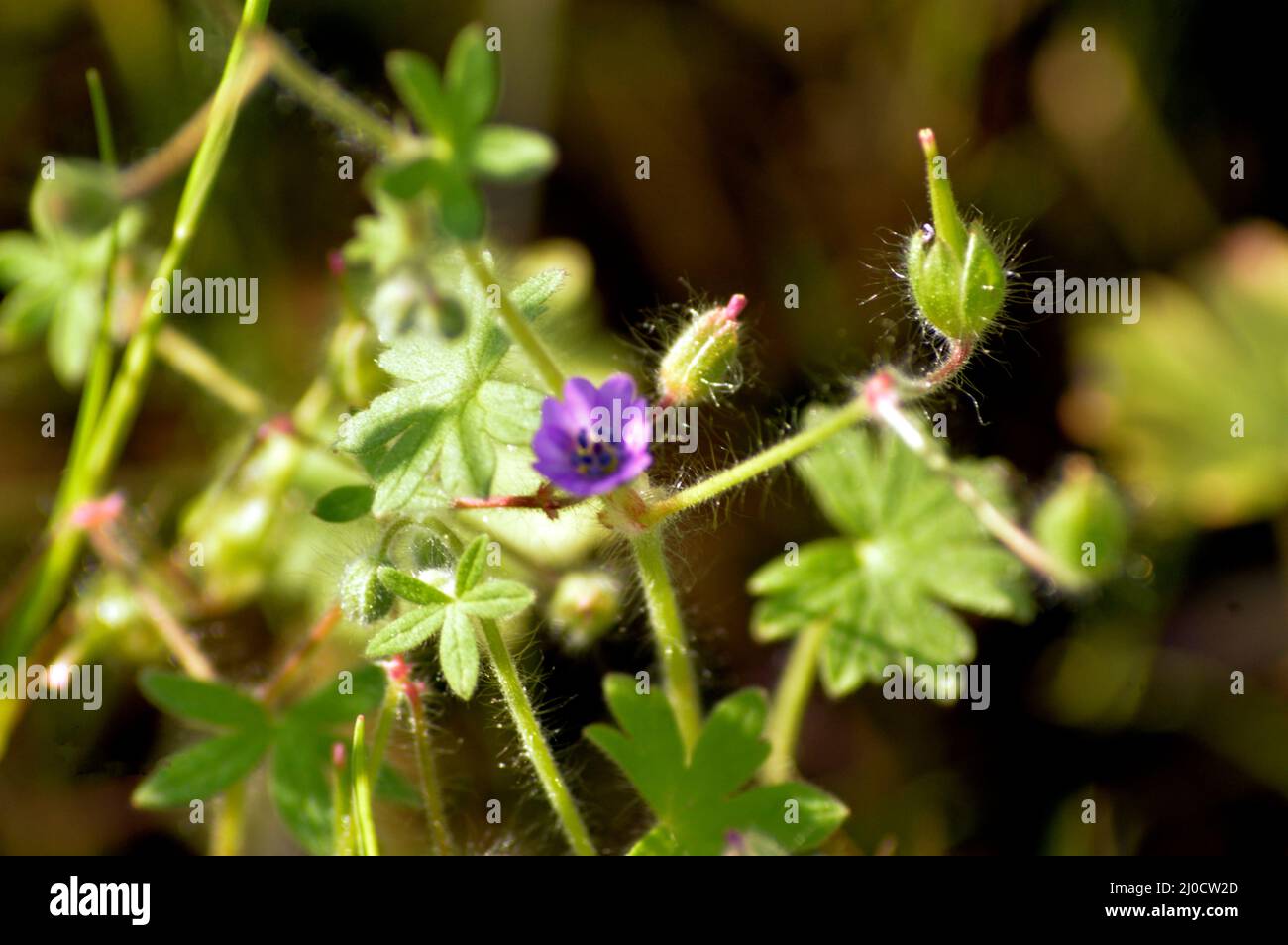 Colorful, vibrant bouquet of flowers; Asiatic lilies, roses, diaphragms ...