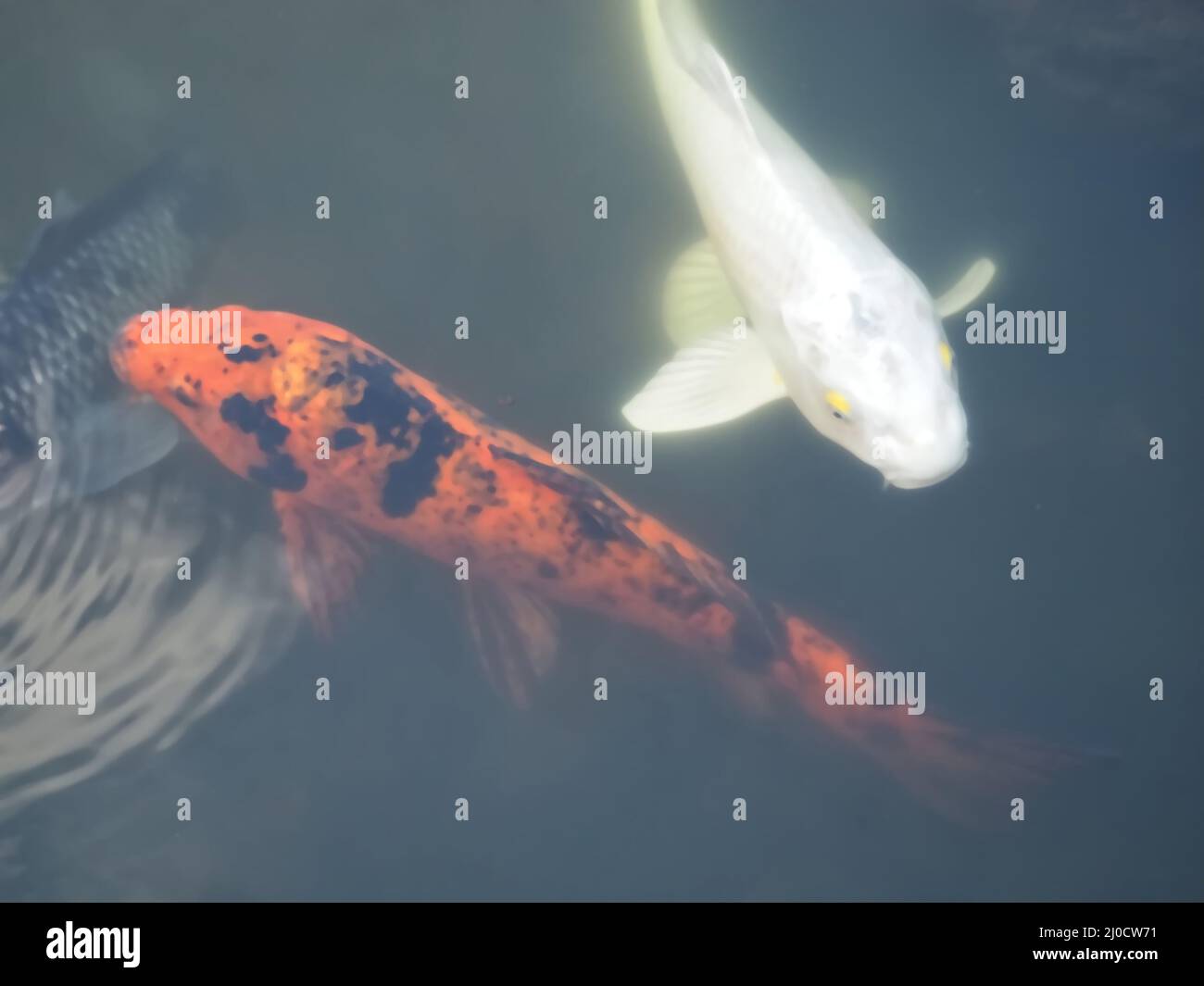 Lotus koi hi-res stock photography and images - Alamy