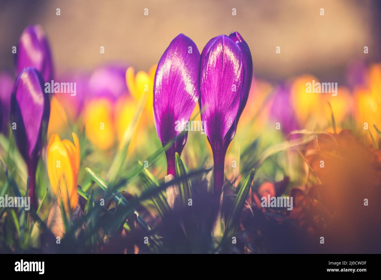 Colorful natural background with flowers. Beautiful crocuses on a green ...