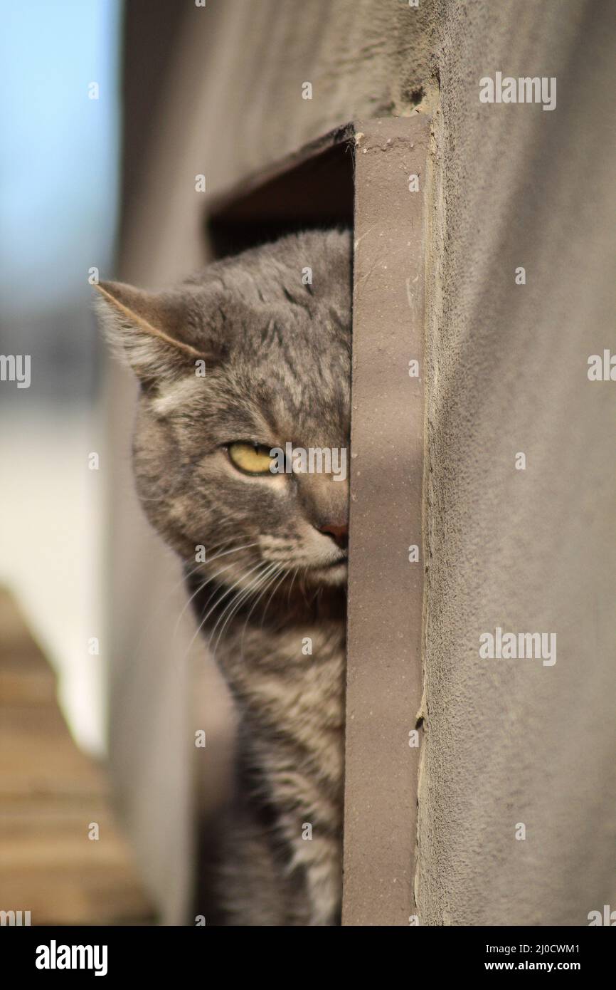 Vertical shot of an angry cat looking to the camera Stock Photo - Alamy