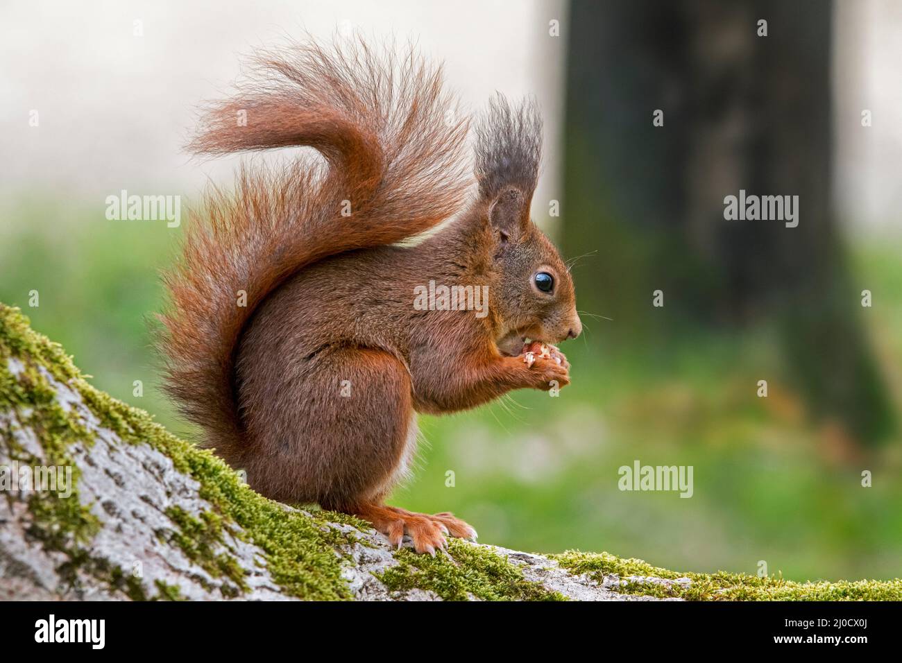 Cute Eurasian red squirrel (Sciurus vulgaris) with large ear-tufts ...