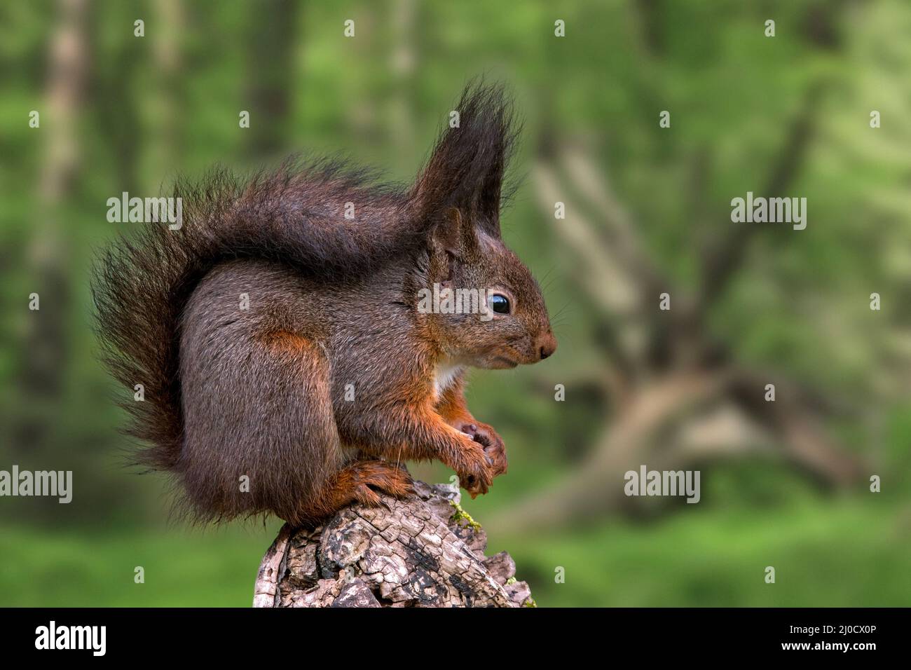 Dark squirrel in hi-res stock photography and images - Alamy
