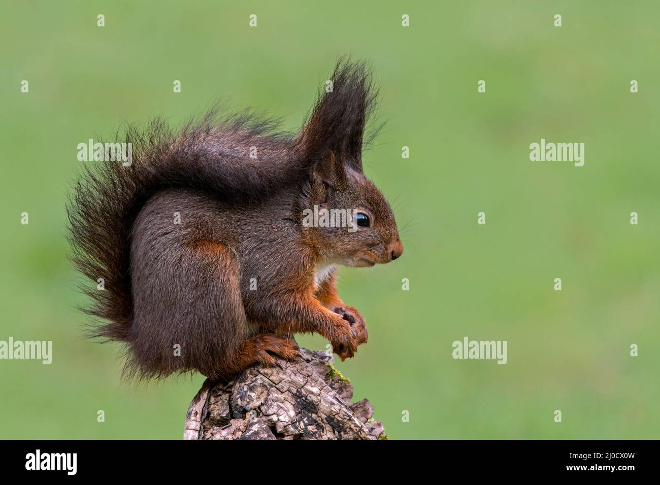 Cute Eurasian red squirrel (Sciurus vulgaris) with large ear-tufts and ...