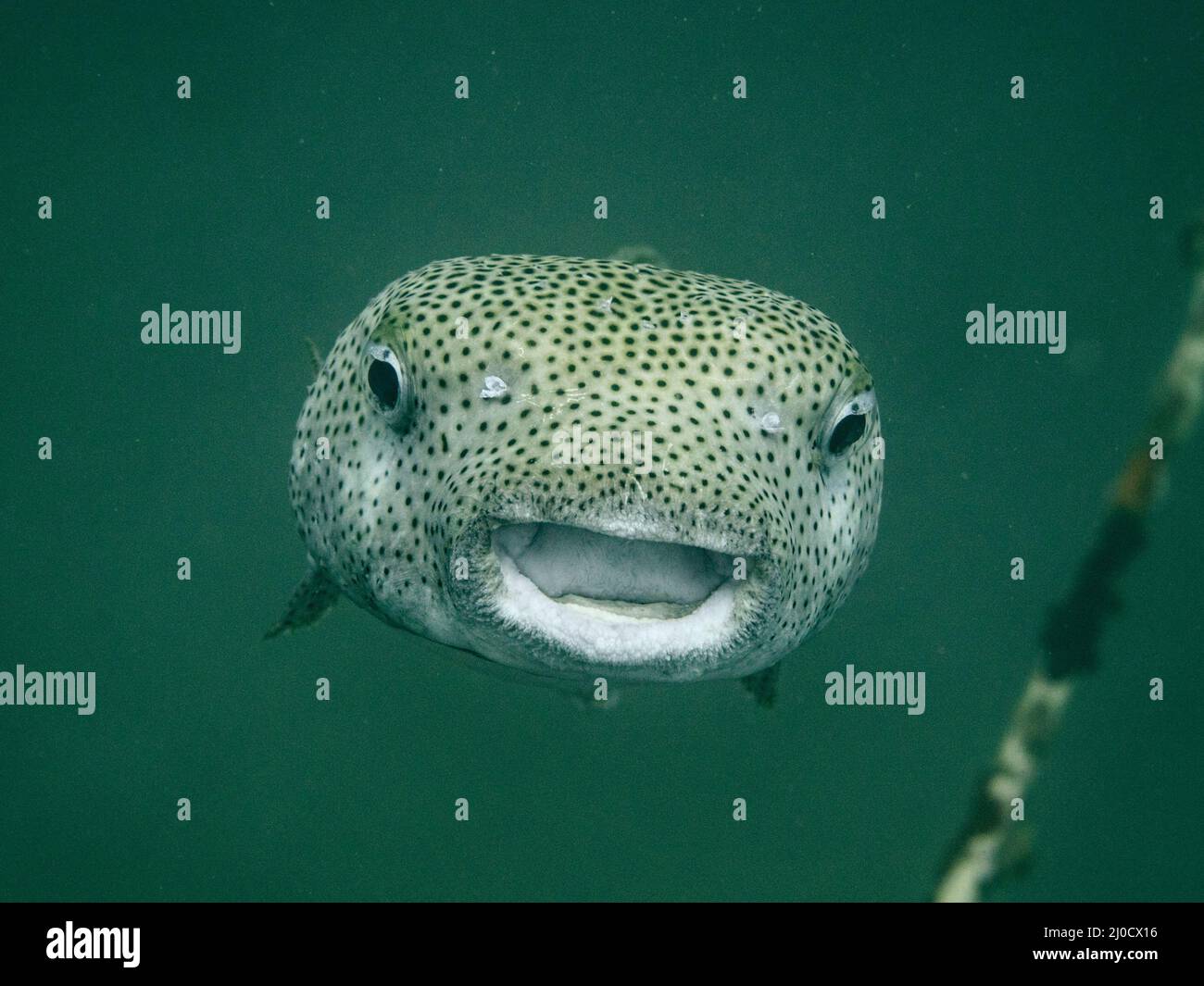 Portrait shot of a porcupine fish facing the camera, in Bocas del Toro ...