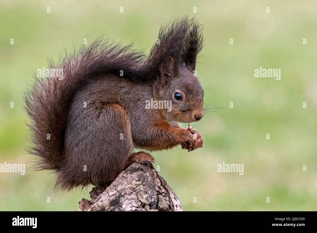 Cute Eurasian red squirrel (Sciurus vulgaris) with large ear-tufts and ...